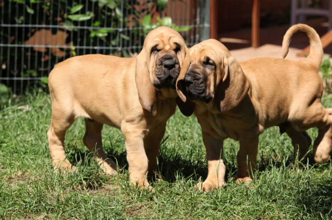 Bloodhound Growth Chart - Uncovering The Sleuth Hound Size