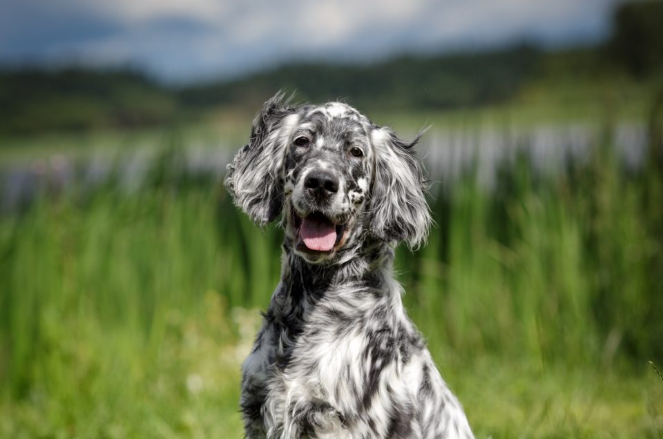 English Setter Colors: The Commons And The Rares
