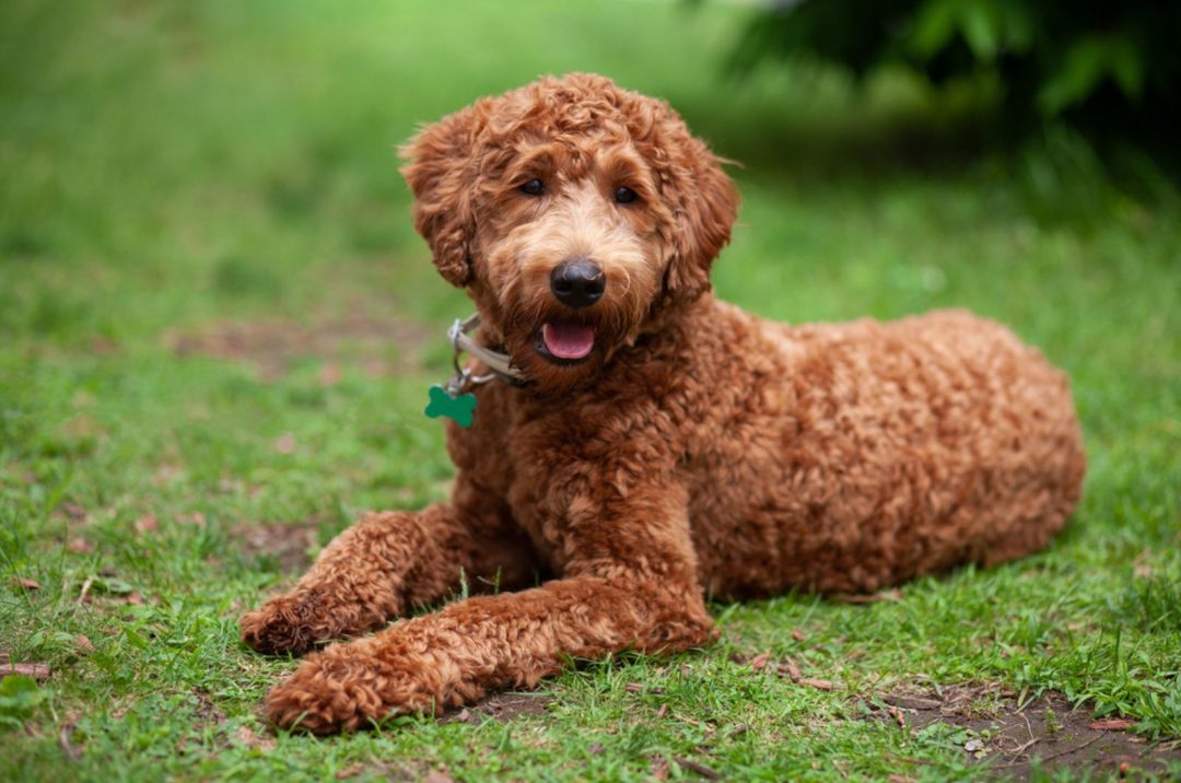 22 Small Curly-Haired Dogs You’ll Want To Cuddle