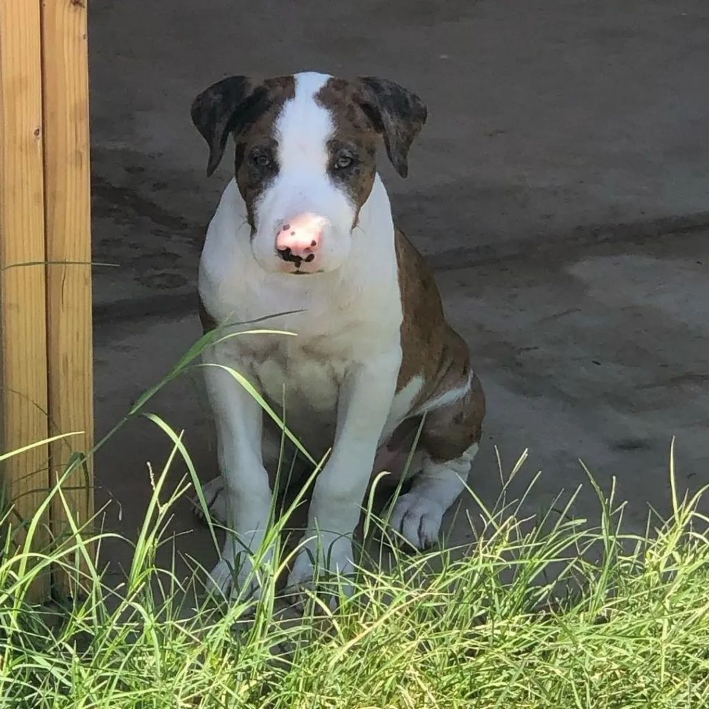The Bull Terrier Pitbull Mix Is An Instant Mood Fix