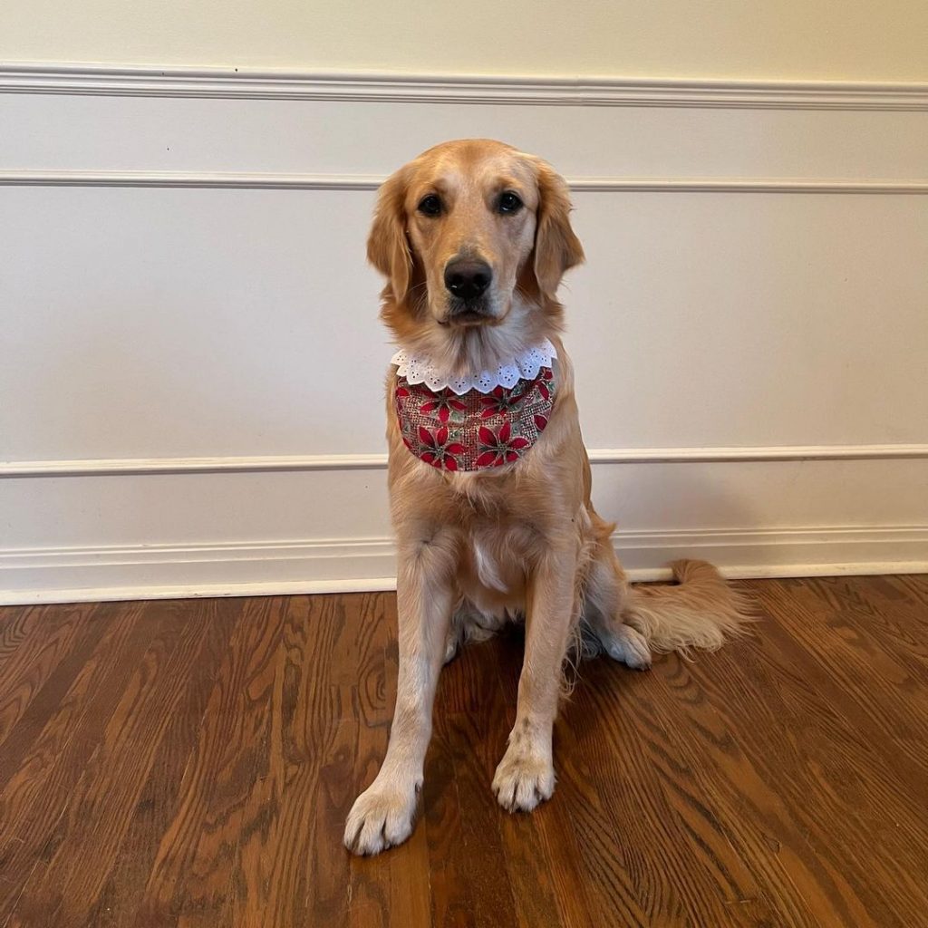 9 Types Of Golden Retrievers: Get To Know All Of Them