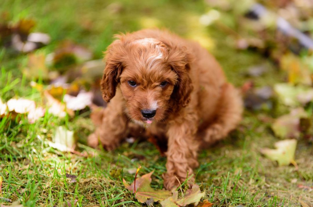 13 Dog Breeders In Minnesota - Purebred And Designer Dogs