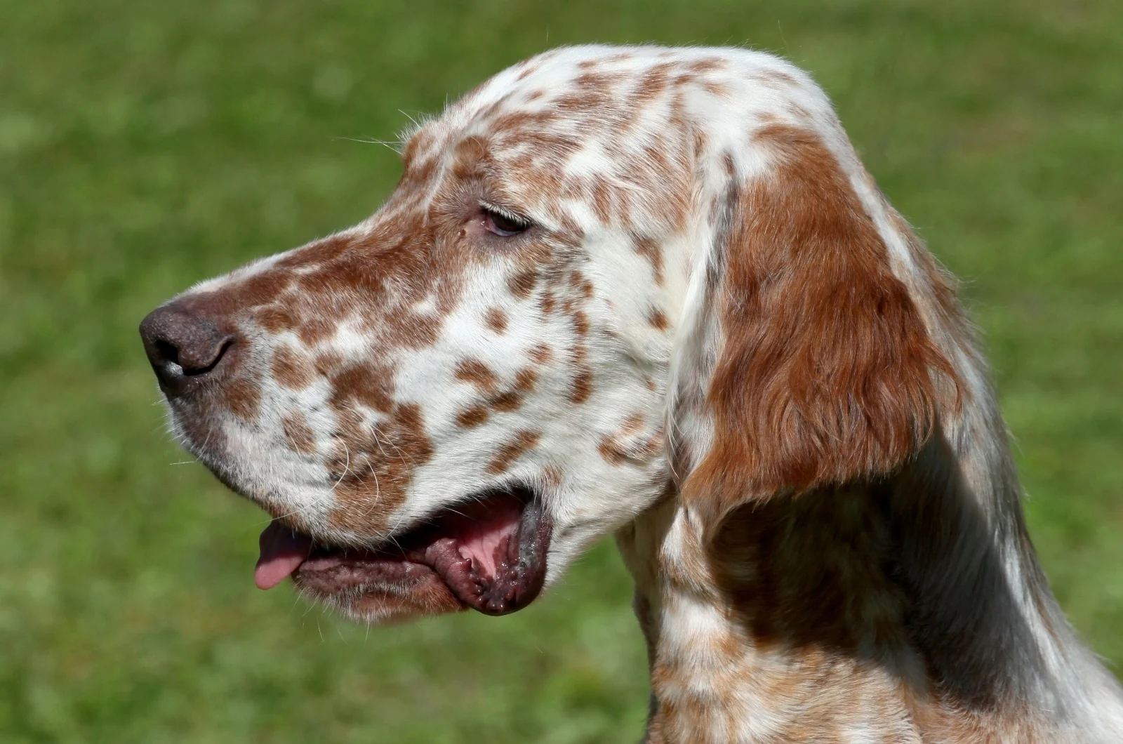 English Setter Colors: The Commons And The Rares