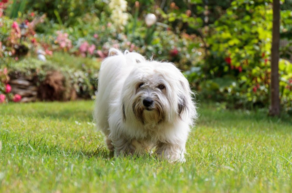 19 Non Sporting Dog Breeds: Wide Range Of Diverse Dogs