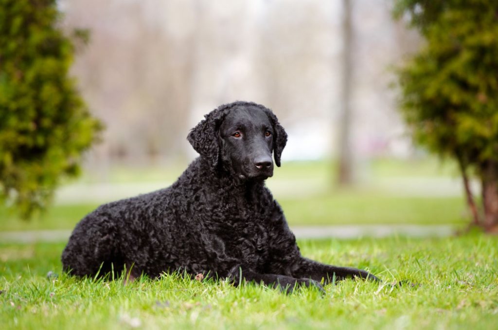 22 Small Curly-Haired Dogs You’ll Want To Cuddle