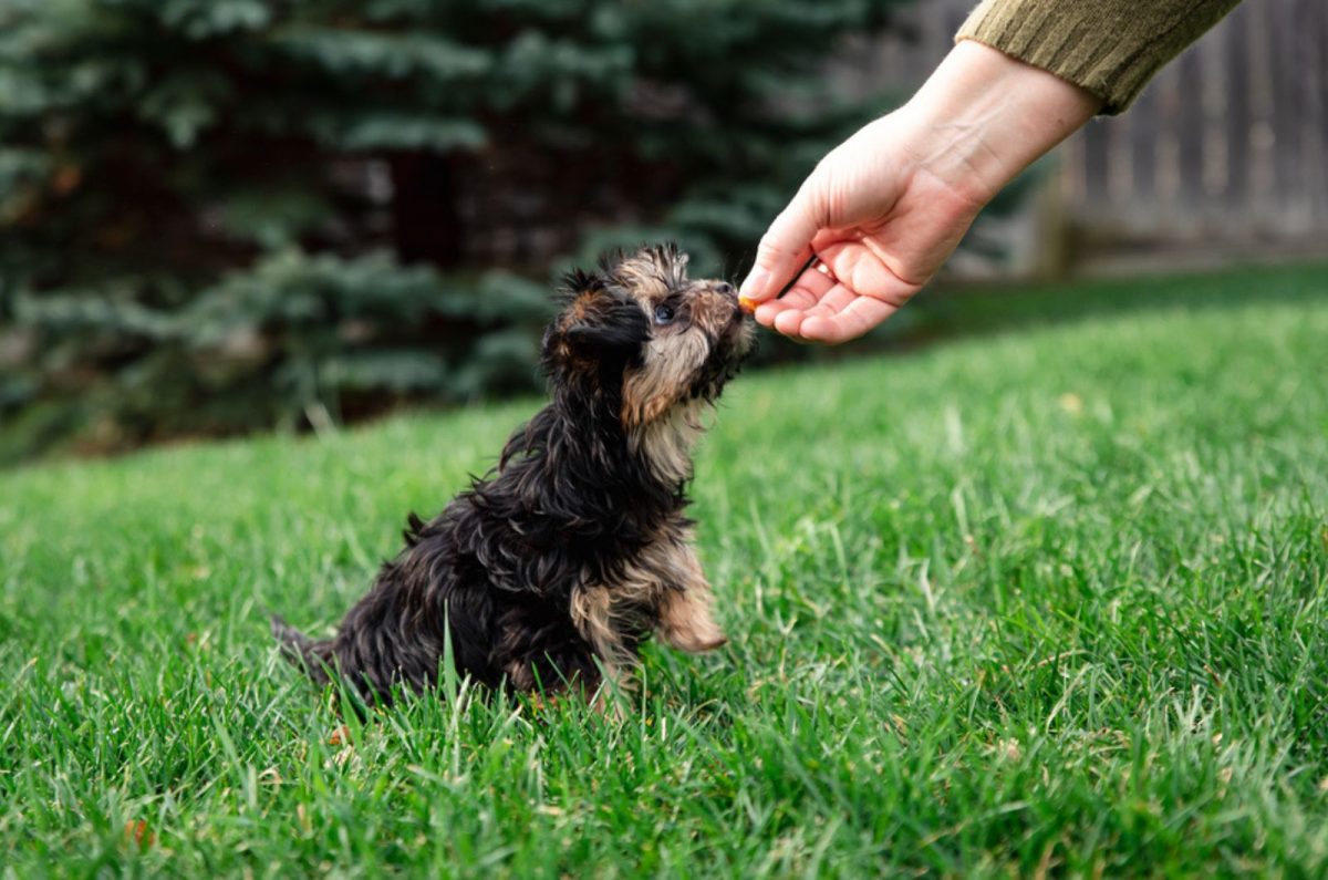 The Complete Morkie Growth Chart Guide For A Healthy Pet