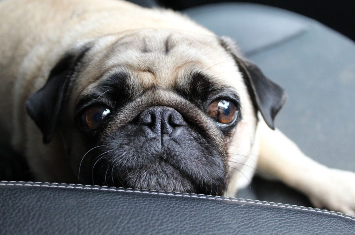 11 Reasons Why Pugs Are Ugly For Real
