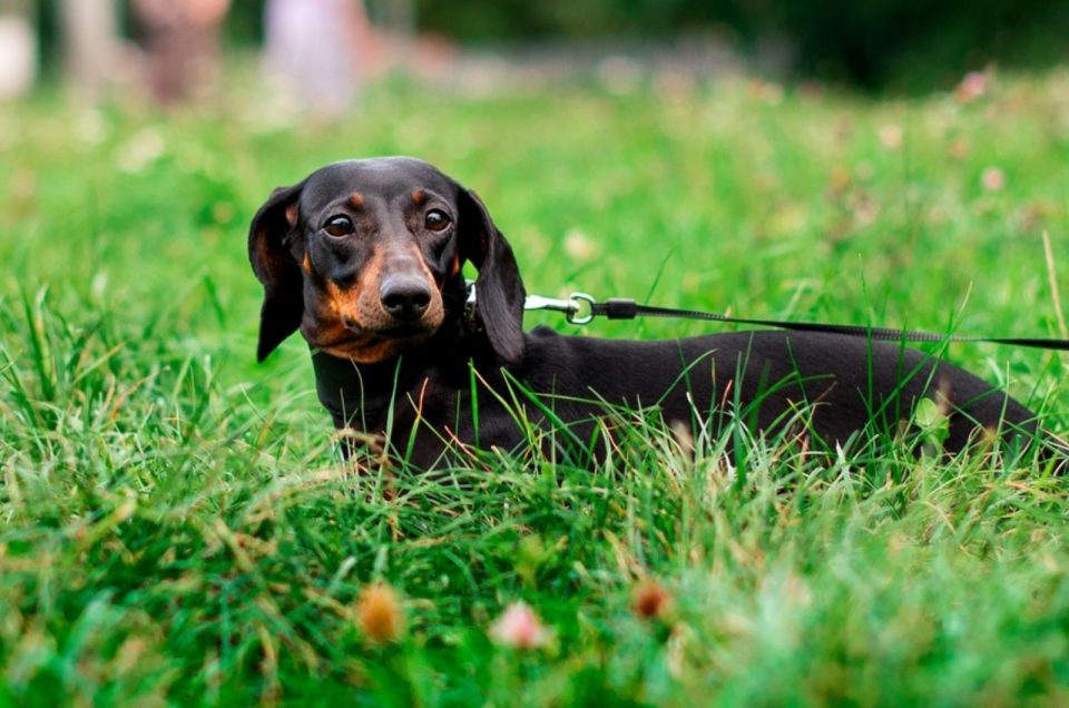 19 Black And Brown Dog Breeds For Everyone’s Taste