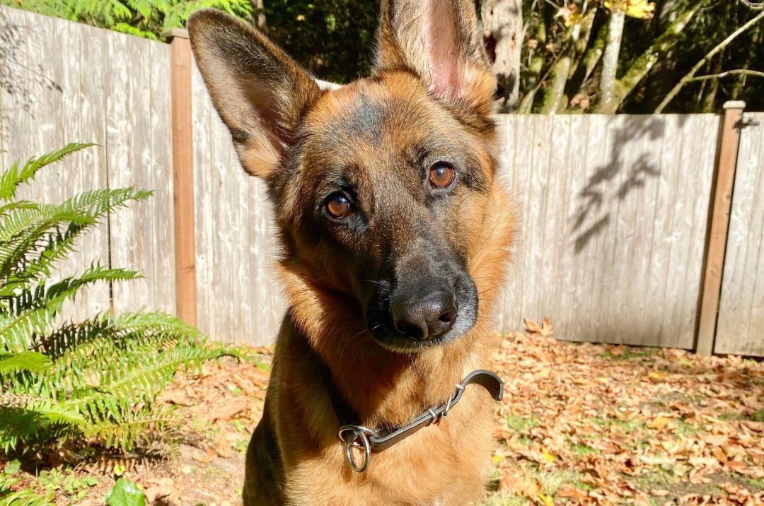 5 Rationales For Why Do German Shepherds Tilt Their Heads