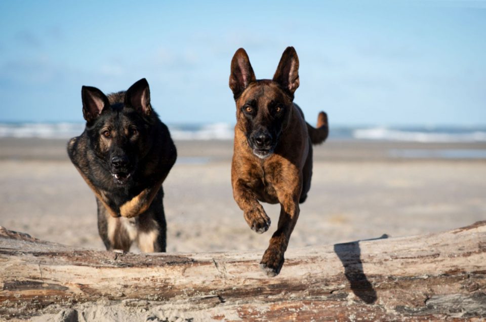 Resolving The Dutch Shepherd Vs German Shepherd Confusion