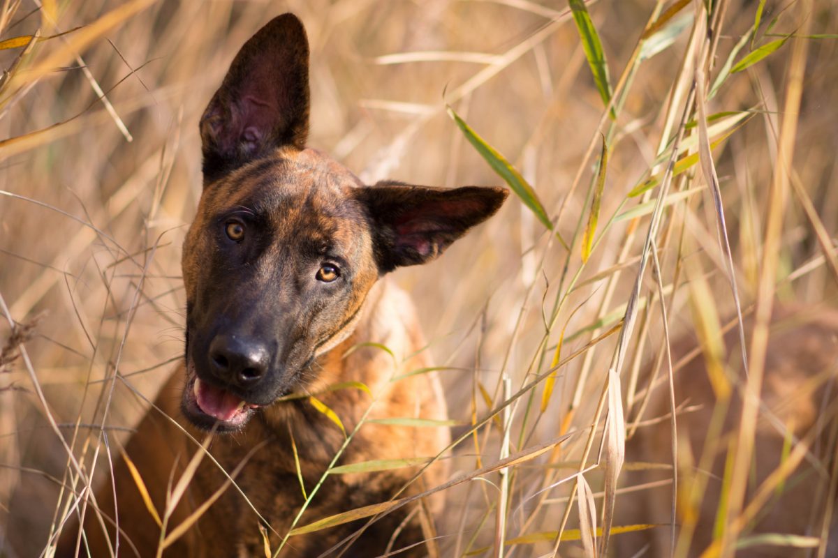The Dutch Shepherd Growth Chart: Medium But Premium