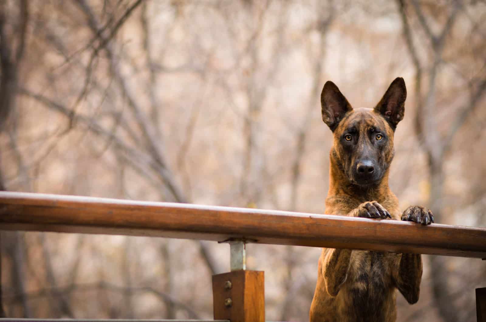 The Dutch Shepherd Growth Chart: Medium But Premium