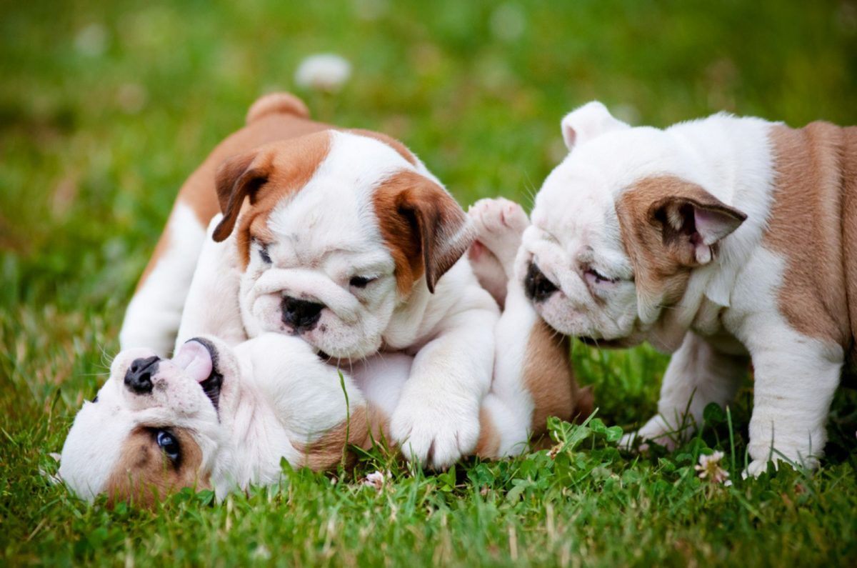 13 Dog Breeders In Minnesota - Purebred And Designer Dogs
