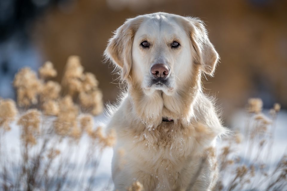 9 Types Of Golden Retrievers: Get To Know All Of Them