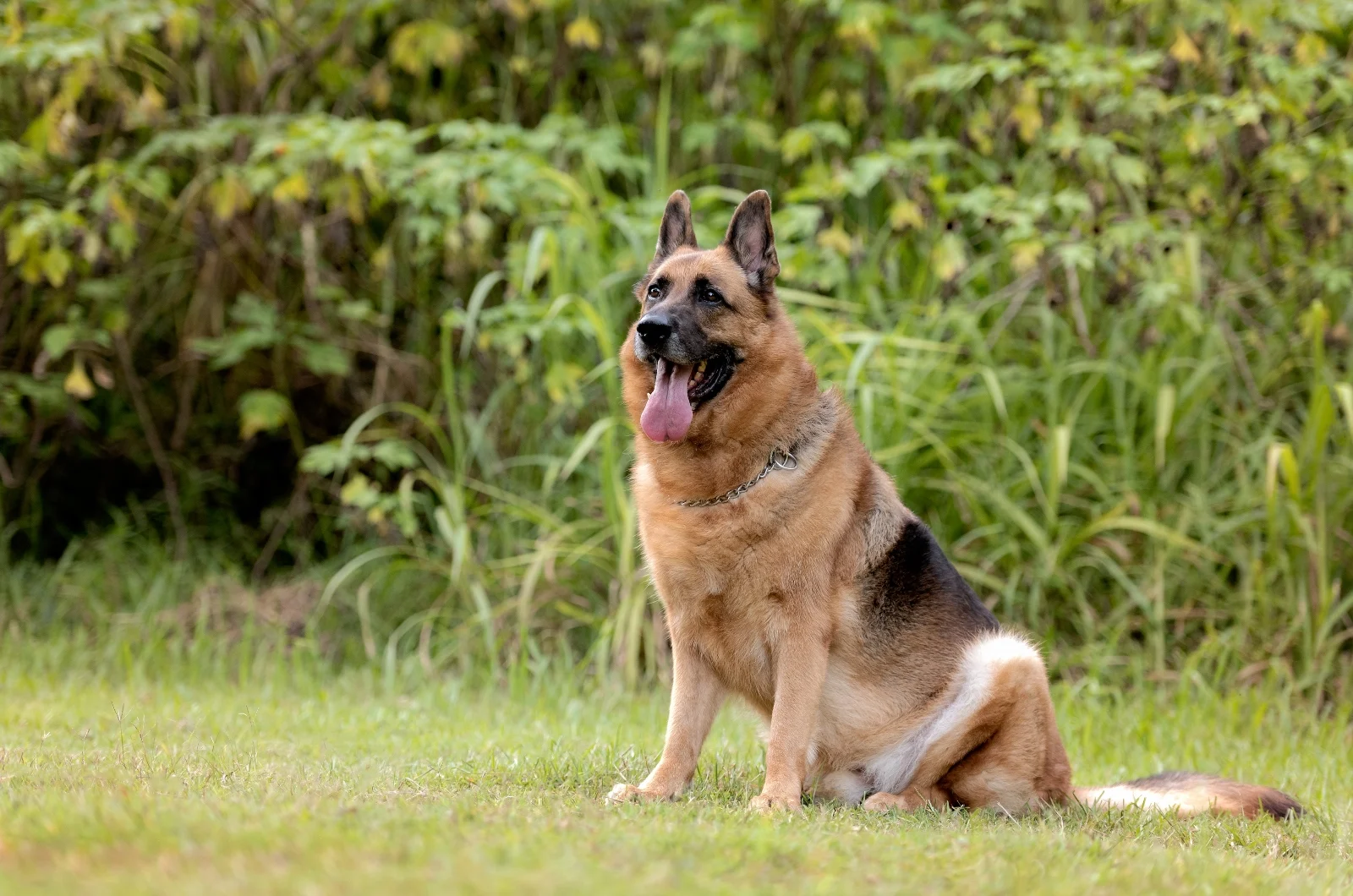 7 Doubtless Early Signs Of Pregnancy In German Shepherds