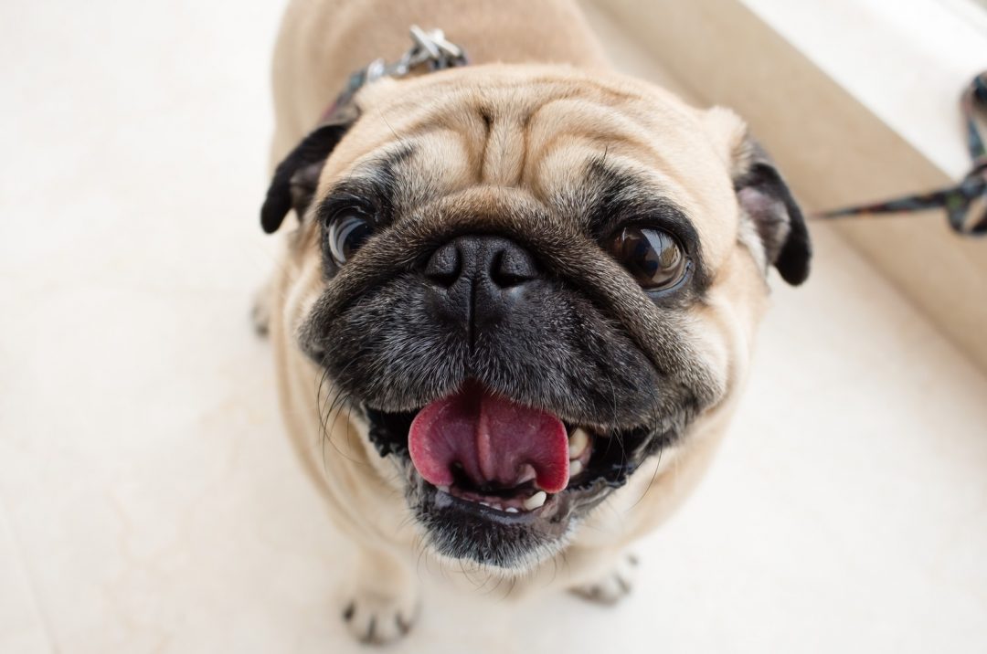 14 Reasons Why Pugs Are The Worst