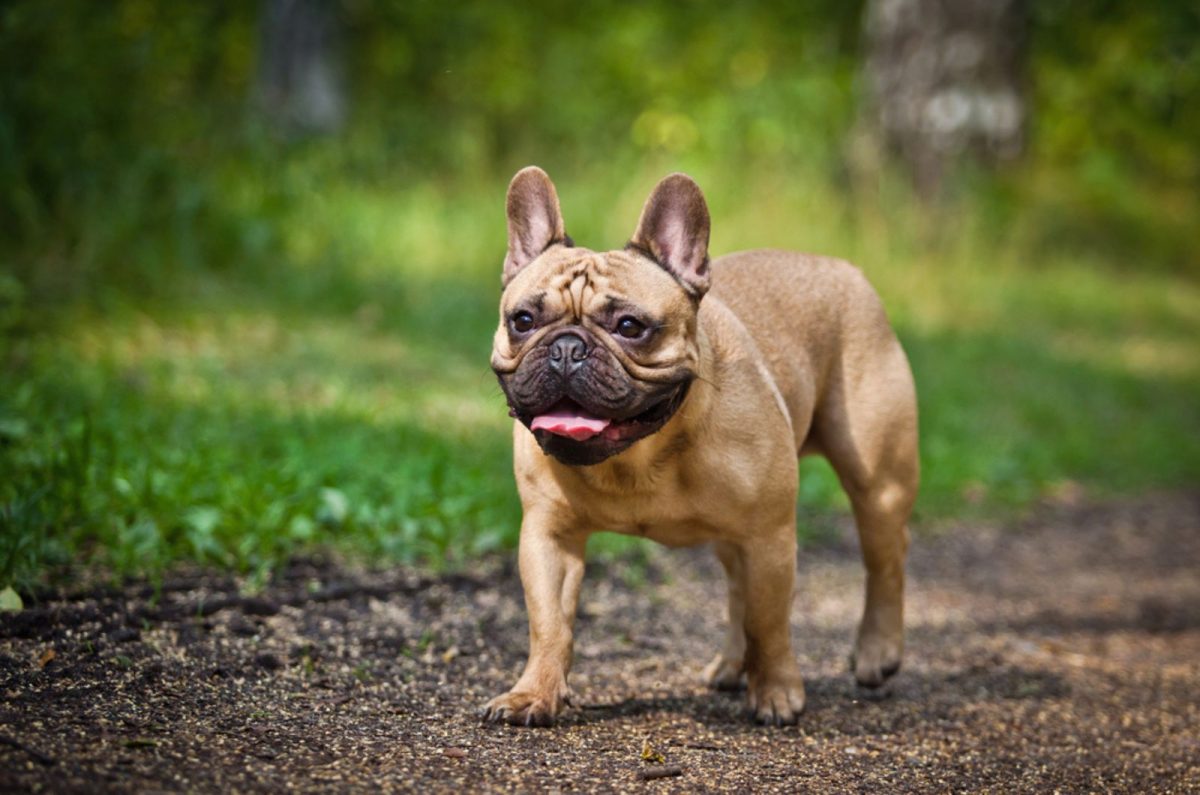 17 Types Of Bulldog Breeds Explained