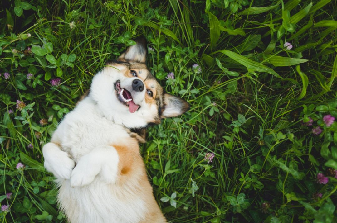 8 Weird Corgi Behaviors: Corgi Or Quirky