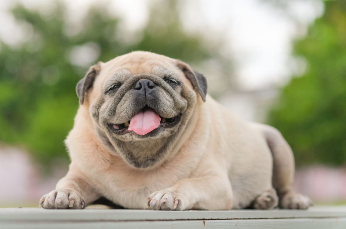 11 Reasons Why Pugs Are Ugly For Real