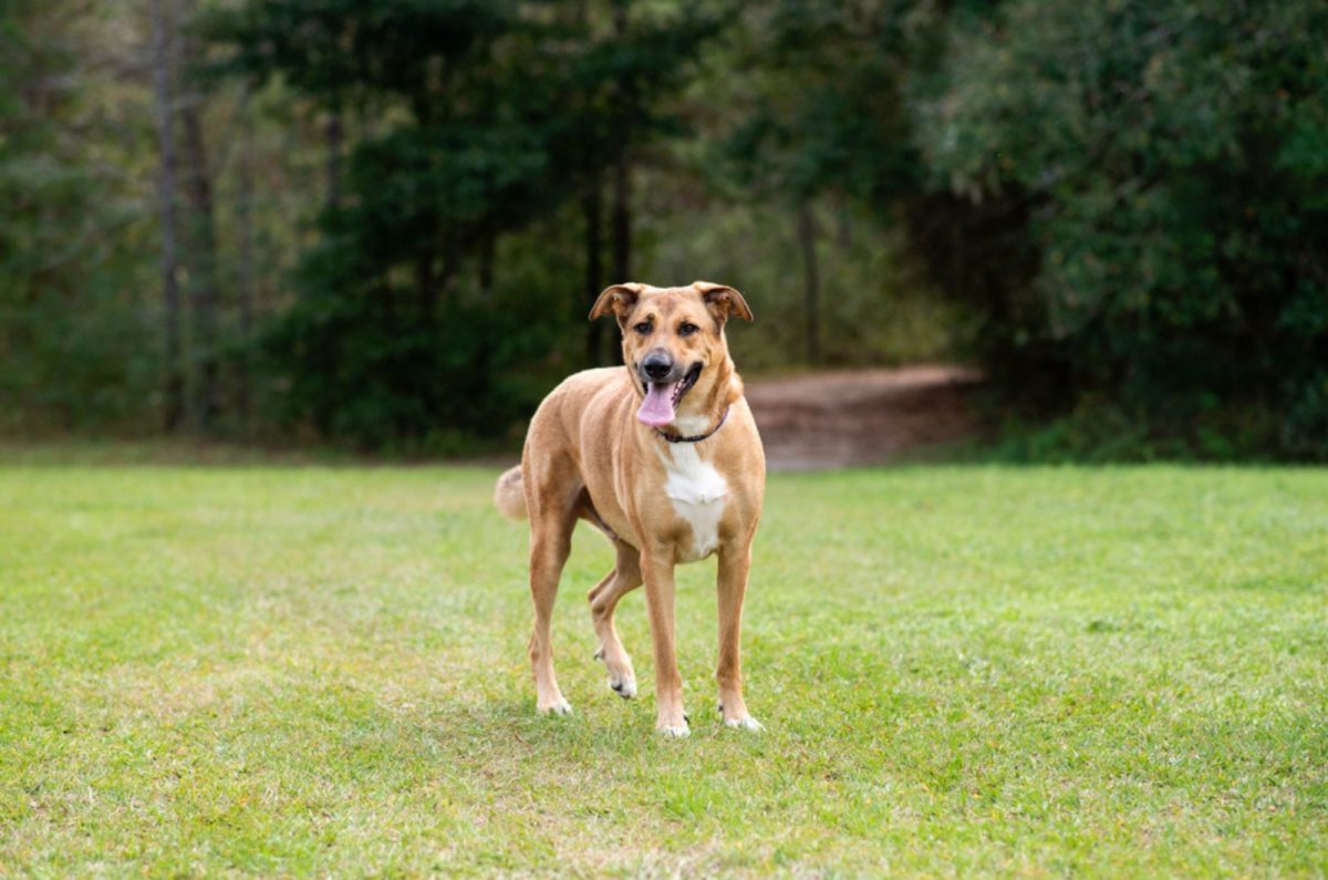 German Anatolian Shepherd – The Perfect Herding Dog?