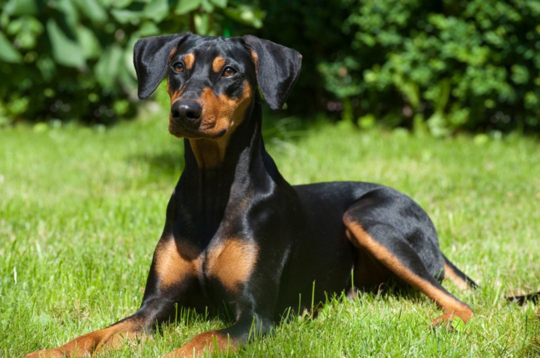 19 Black And Brown Dog Breeds For Everyone’s Taste