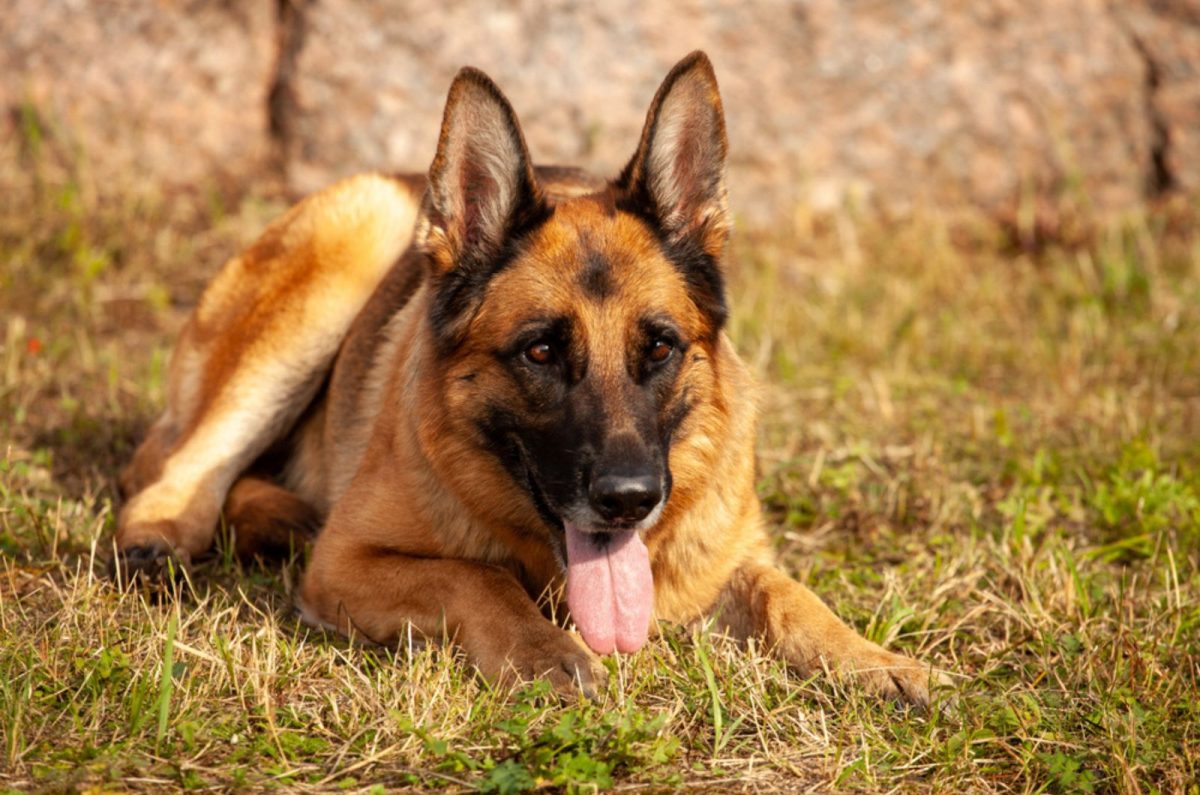 Why German Shepherds Are Not Good Pets: 9 Reasons