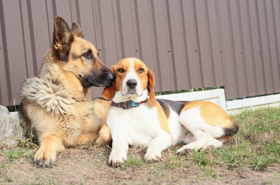 German Shepherd Beagle Mix – The Beautiful Beagle Shep