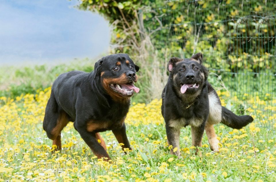 Is A German Shepherd Better Watchdog Than A Rottweiler?