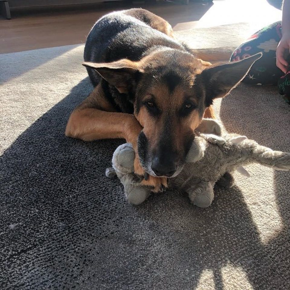 The Great German Shepherd Doberman Mix Is An Ideal Working Model