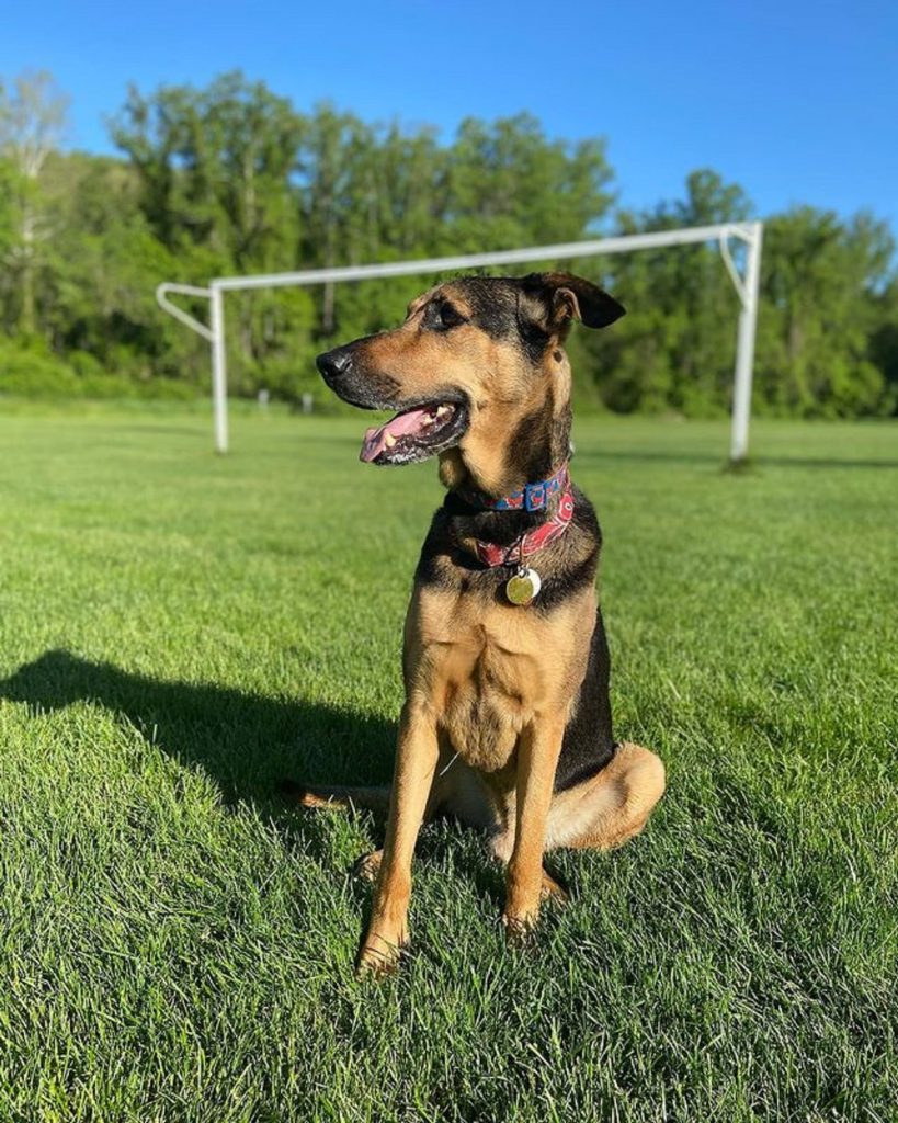 The Great German Shepherd Doberman Mix Is An Ideal Working Model