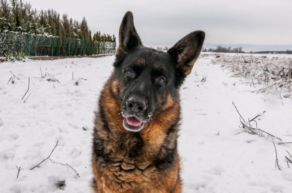 German Shepherd Cold Tolerance Factors Explained