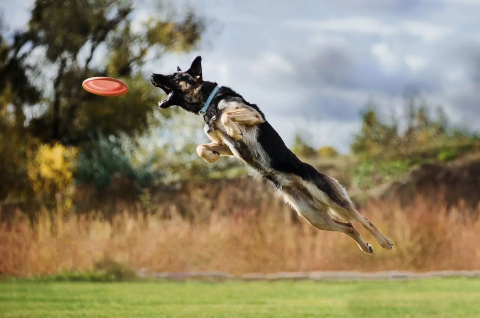 How To Build Muscle On A German Shepherd Dog? 4 Factors
