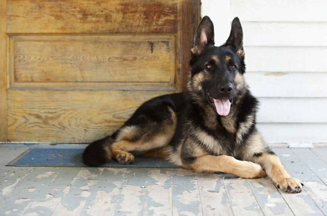 Why Does My German Shepherd Stare At Me: 15 Possible Reasons