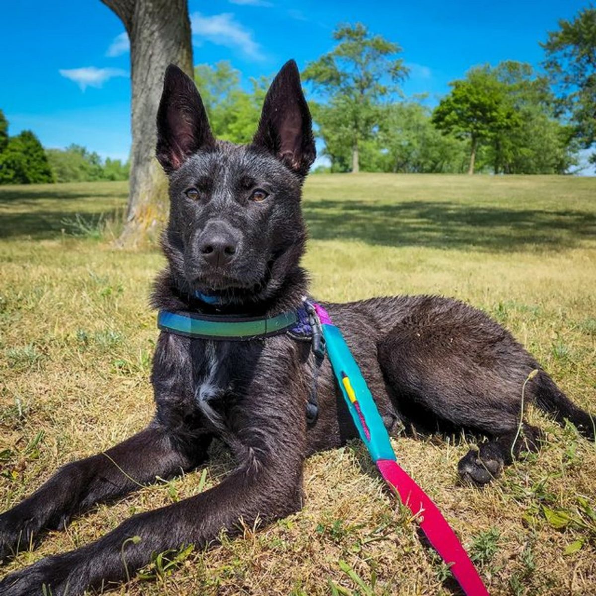 German Shepherd Pitbull Mix: Is This The Smartest Guard Dog?
