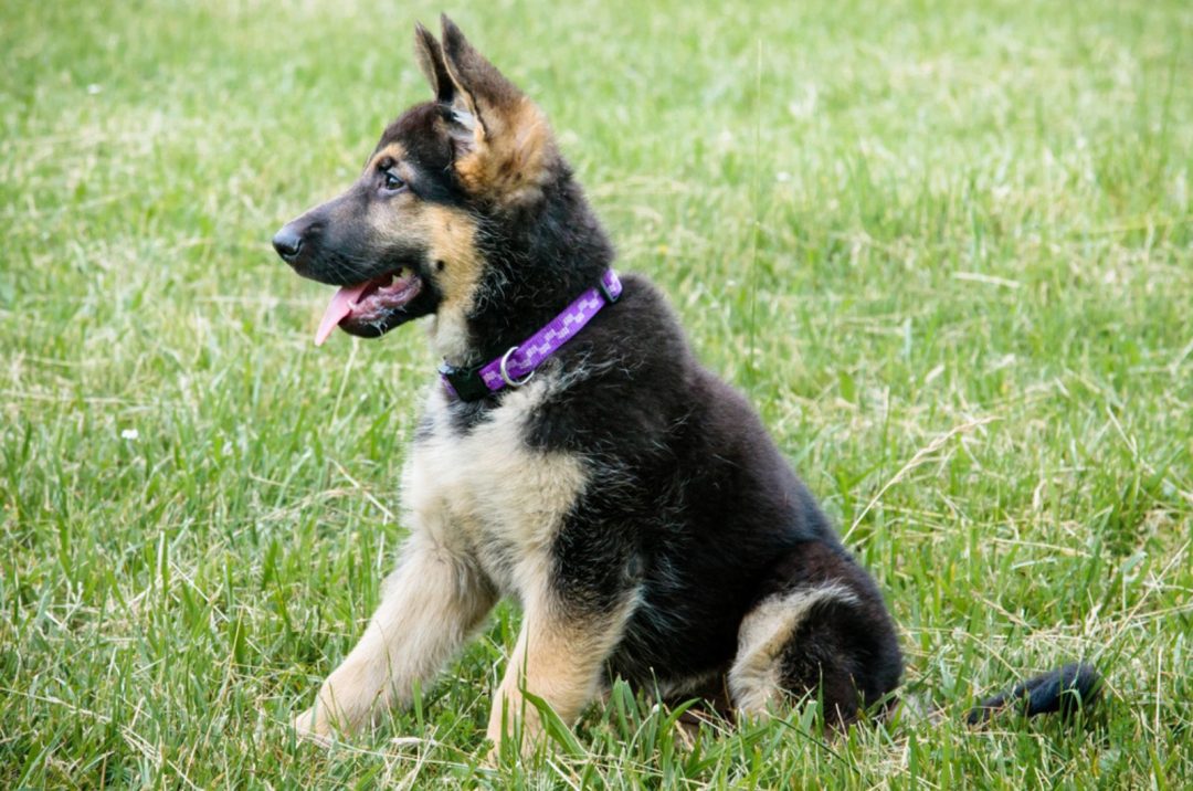 Do German Shepherd Puppies Change Color? Revealing The Facts