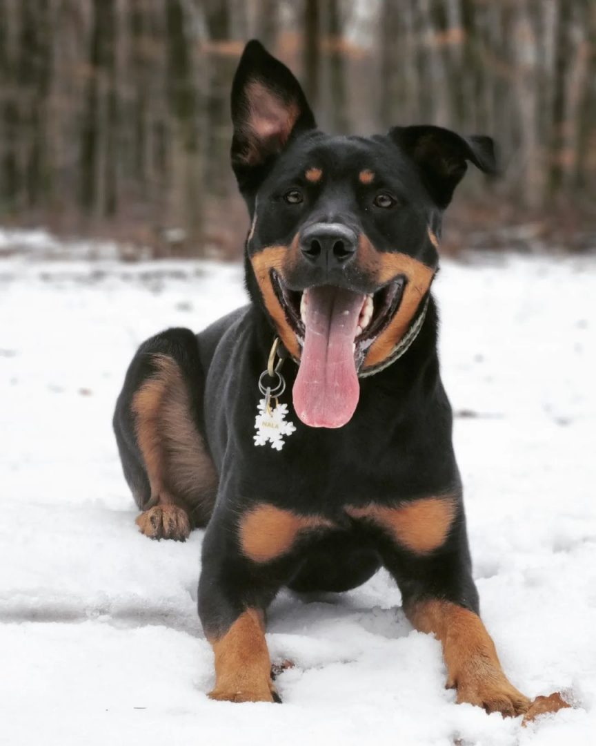 German Shepherd Rottweiler Mix: Germany’s Finest