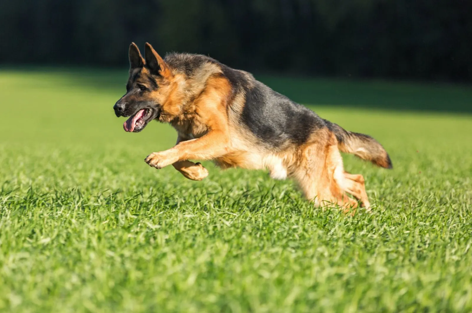 How To Build Muscle On A German Shepherd Dog? 4 Factors
