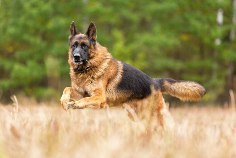 Why Are German Shepherds So Smart? A Guide To GSD Intelligence
