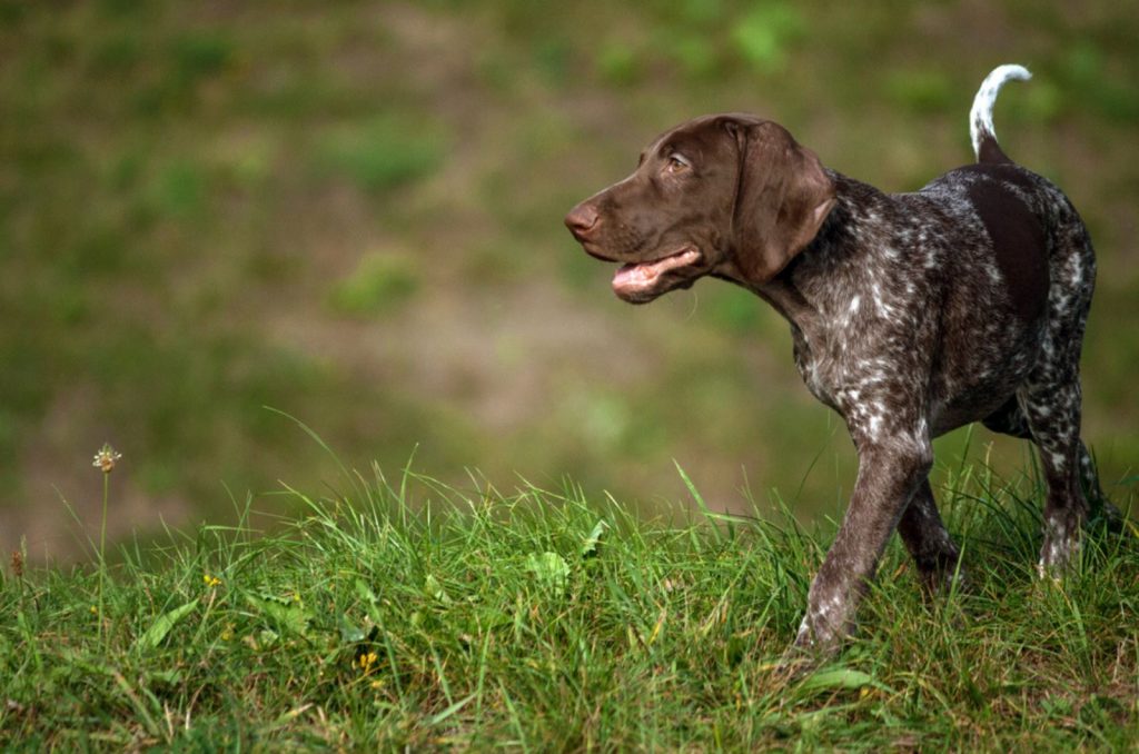 German Shorthaired Pointer Feeding Chart — Food For Though