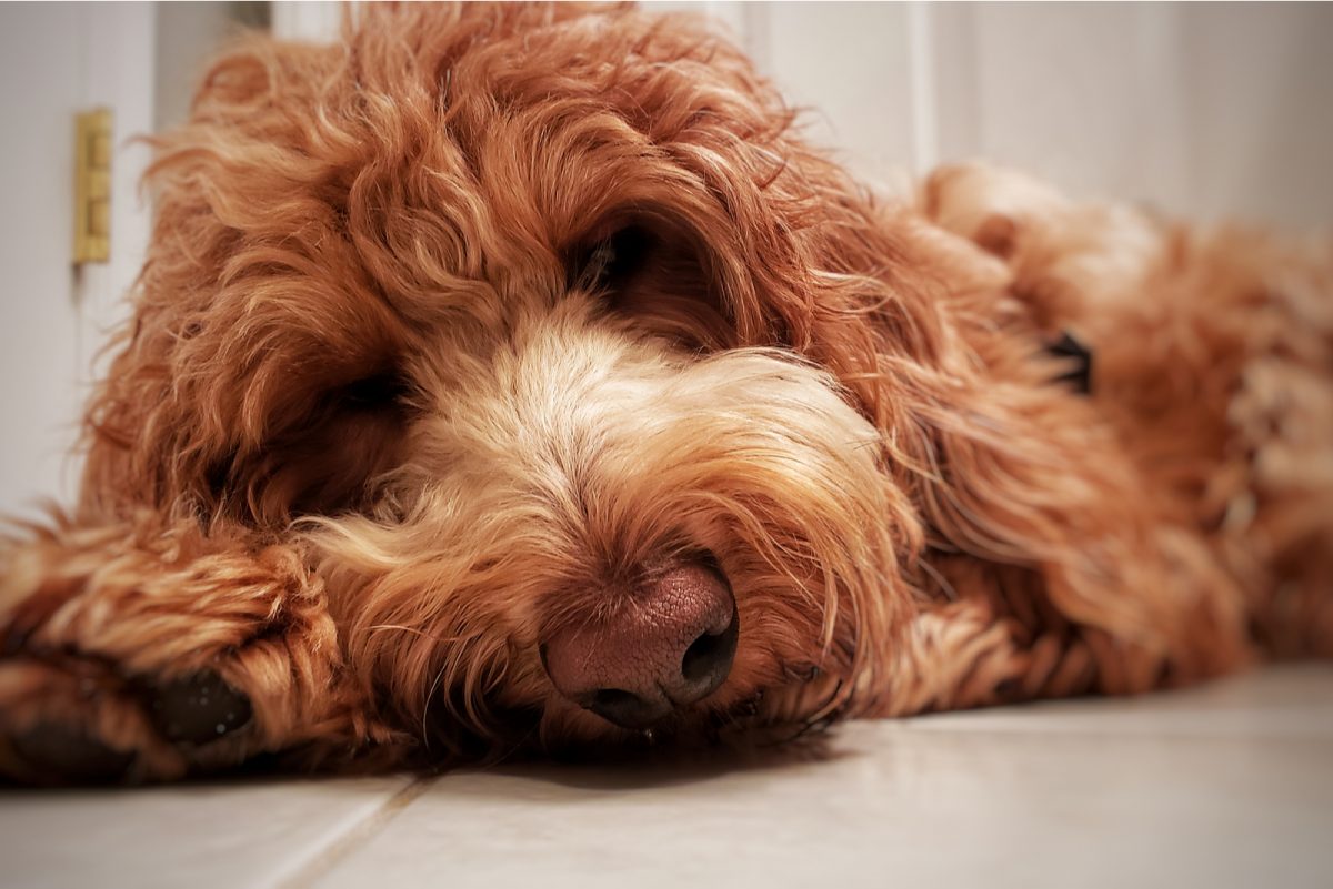 Why Goldendoodles Are The Worst — 15 Doodle Drawbacks