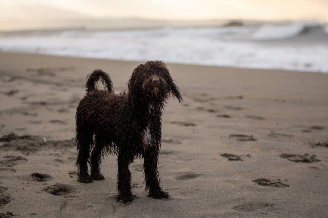 22 Small Curly-Haired Dogs You’ll Want To Cuddle