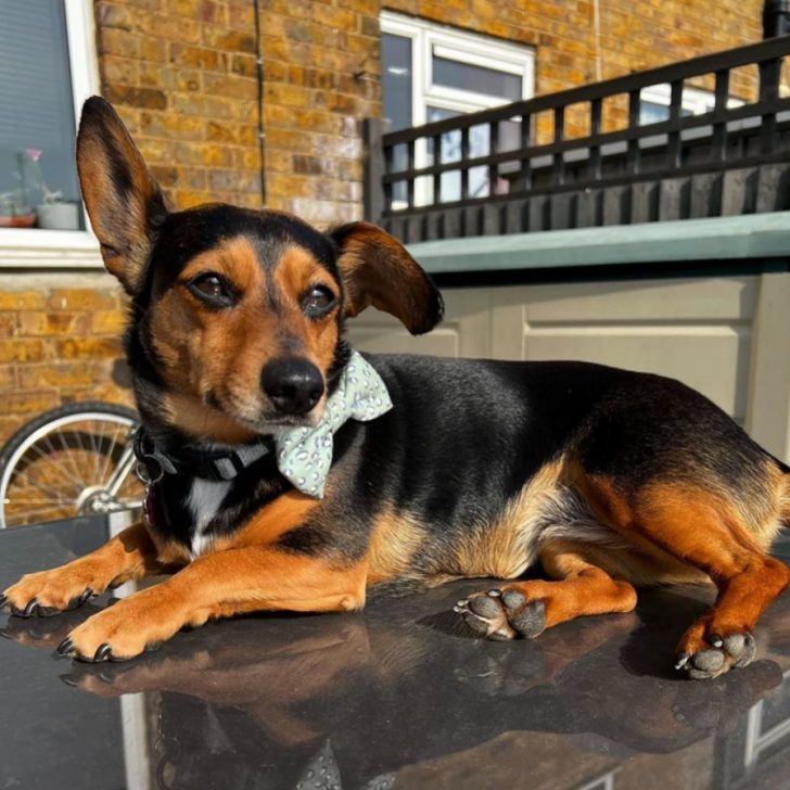 Jack Russell Dachshund Mix: Everything On The Jackshund