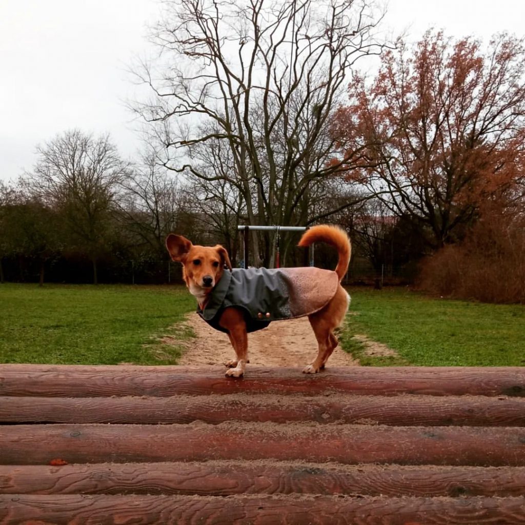 Jack Russell Dachshund Mix: Everything On The Jackshund