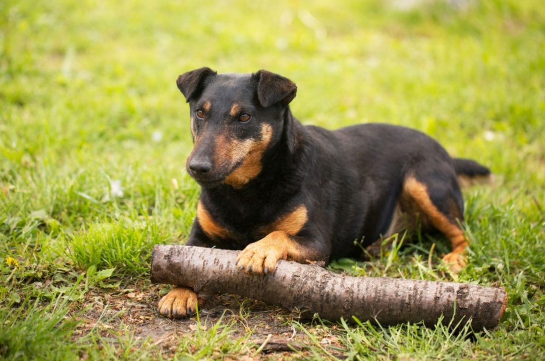 19 Black And Brown Dog Breeds For Everyone’s Taste