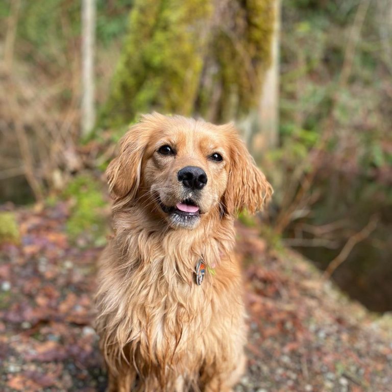 9 Types Of Golden Retrievers: Get To Know All Of Them