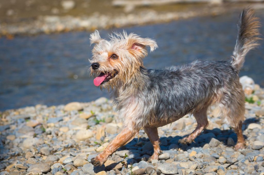 The Complete Morkie Growth Chart Guide For A Healthy Pet