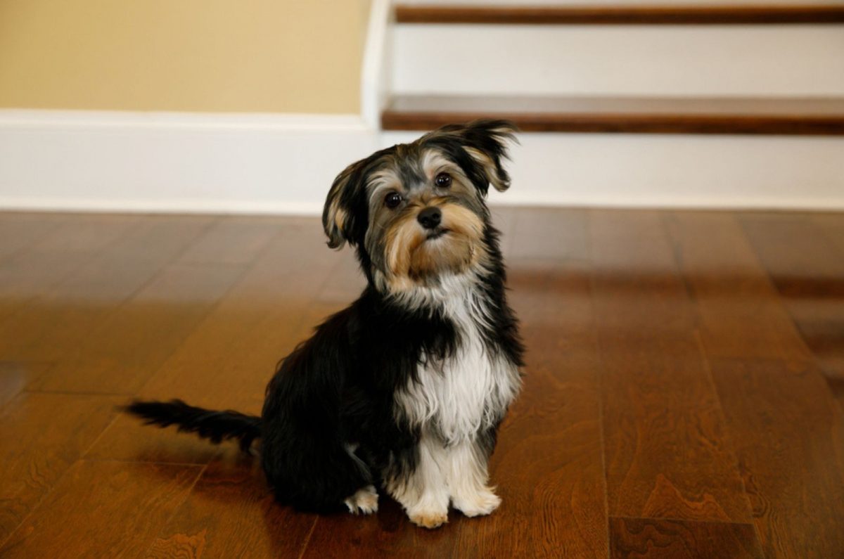 The Complete Morkie Growth Chart Guide For A Healthy Pet
