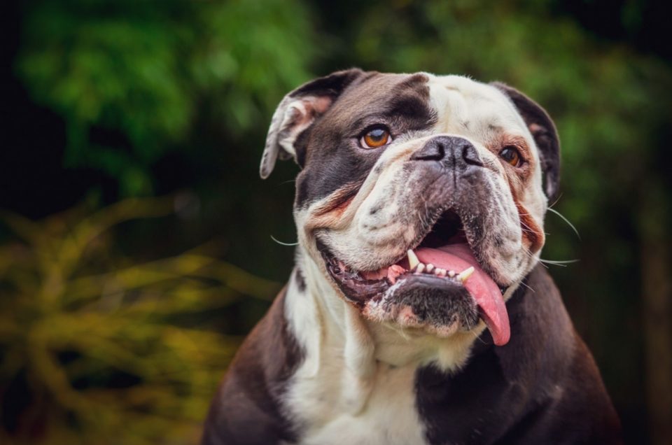 17 Types Of Bulldog Breeds Explained