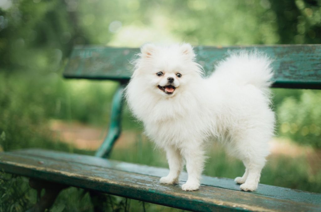21 Dogs With Green Eyes You’ll Fall In Love With