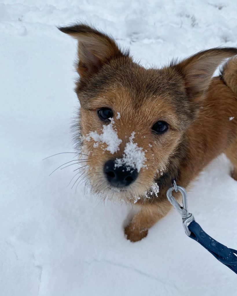 Shiba Inu Poodle Mix: The Poo-Shi Guide